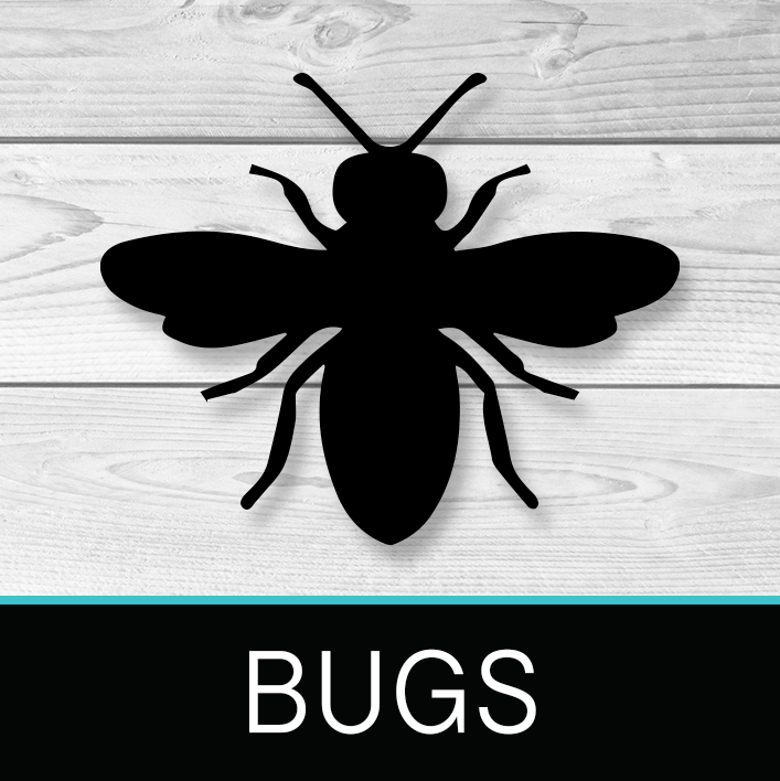 Bugs – Blackline